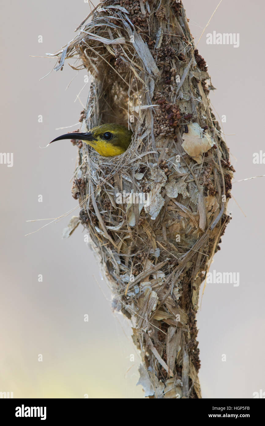 female Olive-backed Sunbird (Nectarinia jugularis) in her nest Stock ...