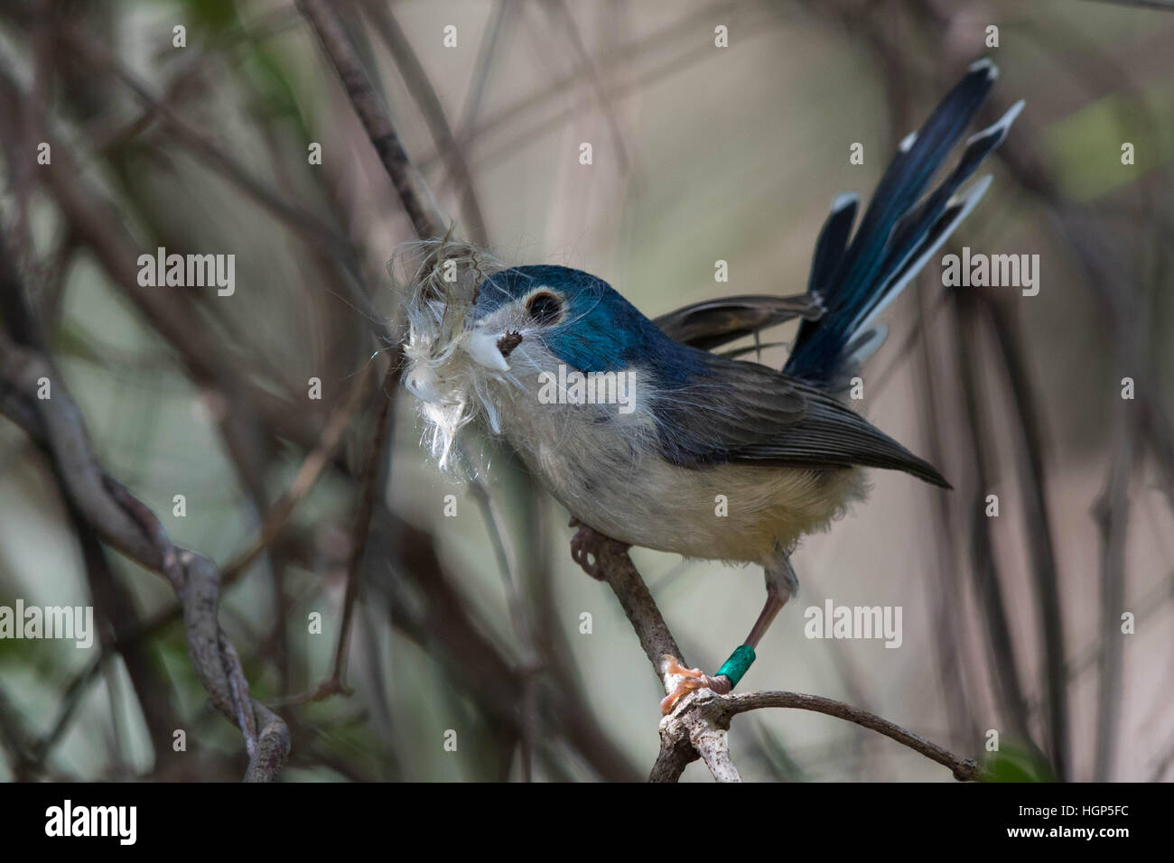 Malurus Amabilis High Resolution Stock Photography and Images - Alamy