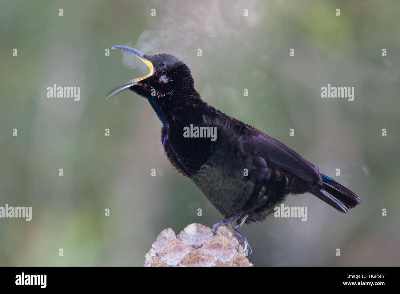 singing adult male Victoria's Riflebird (Ptiloris victoriae) with steam ...