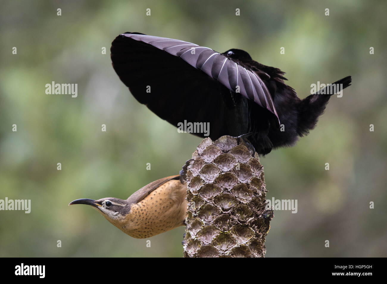 adult male Victoria's Riflebird (Ptiloris victoriae) displaying to a ...