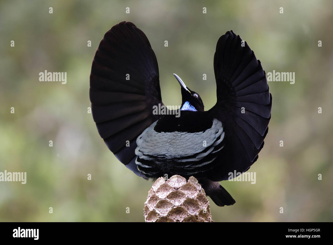 Rifle Bird Of Paradise