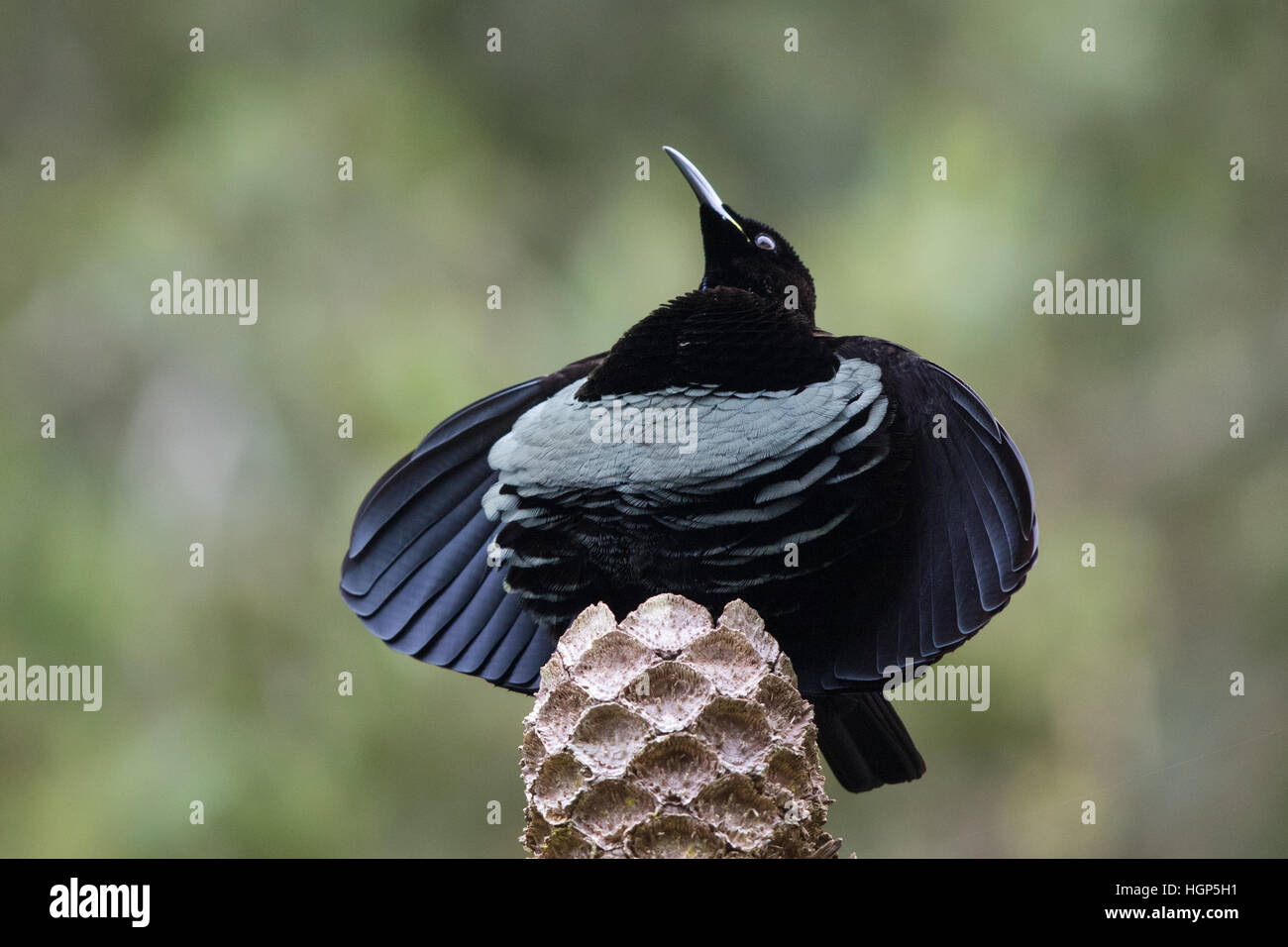 displaying adult male Victoria's Riflebird (Ptiloris victoriae Stock ...