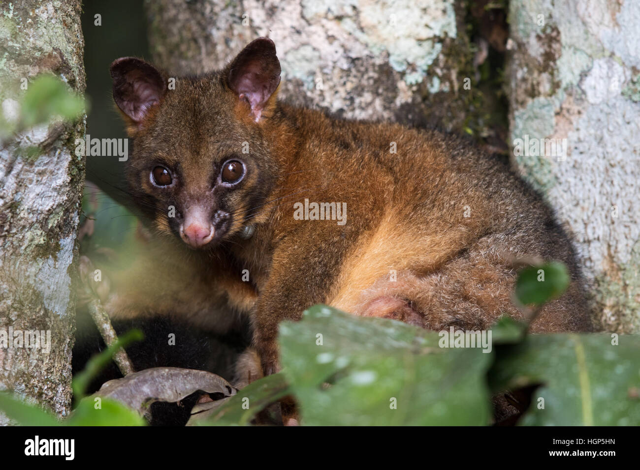 Coppery Brush-tailed Possum (Trichosurus johnstonii Stock Photo - Alamy