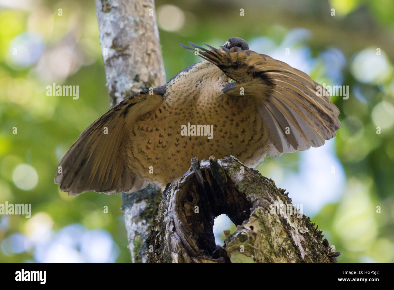 immature male Victoria's Riflebird (Ptiloris victoriae) displaying ...