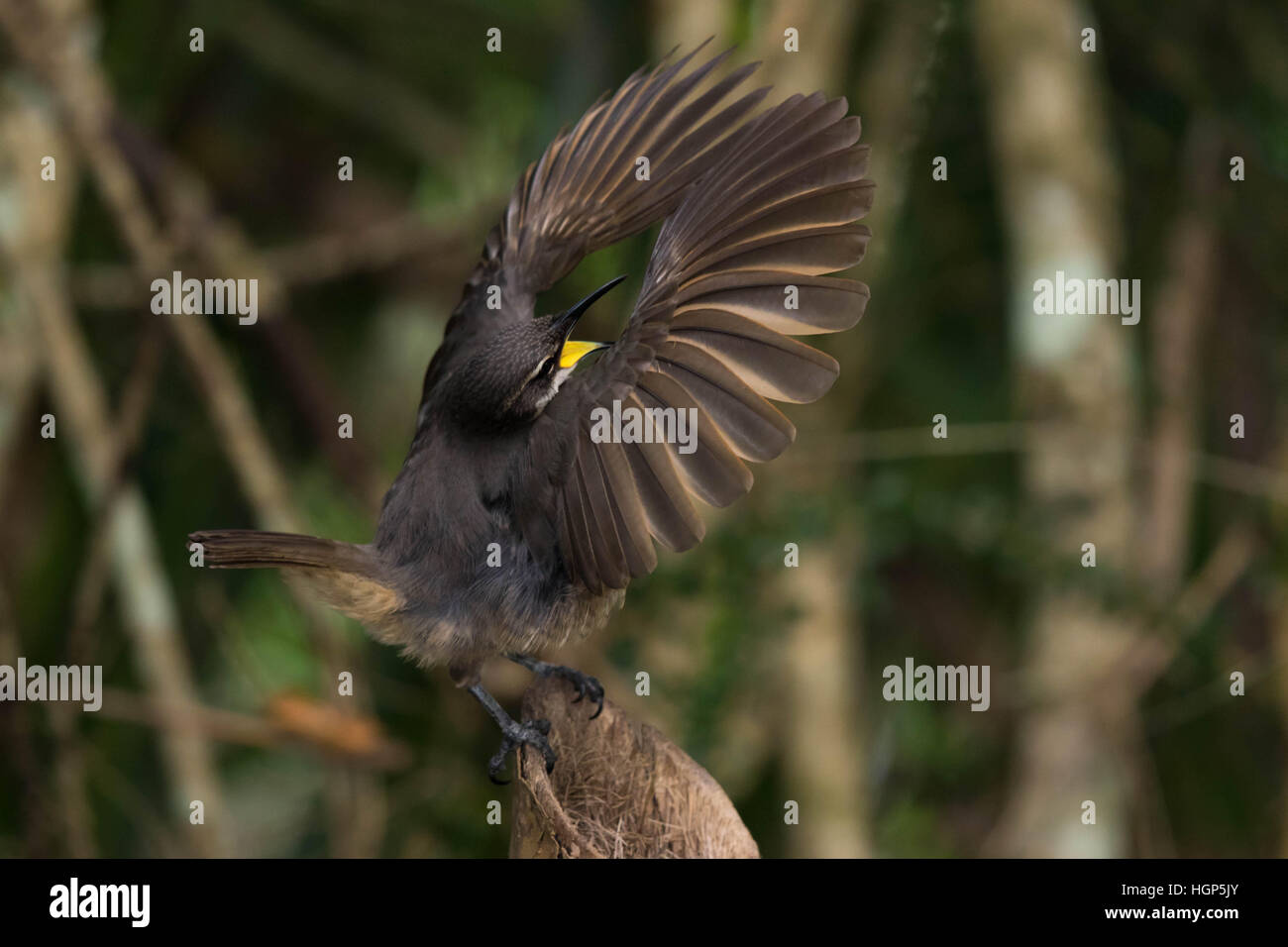 immature male Victoria's Riflebird (Ptiloris victoriae) displaying ...