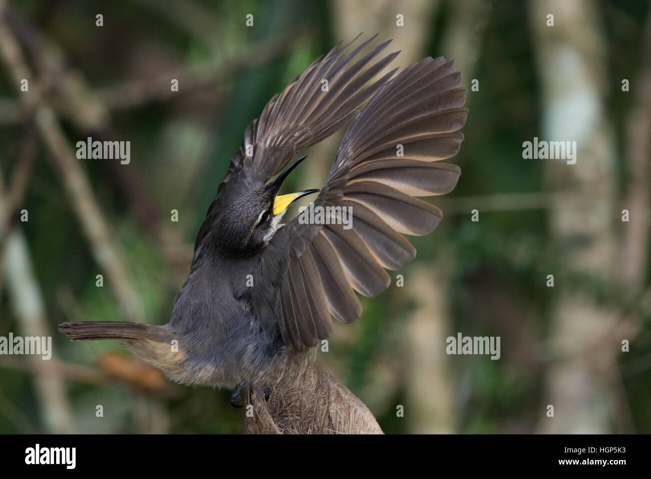 immature male Victoria's Riflebird (Ptiloris victoriae) displaying ...