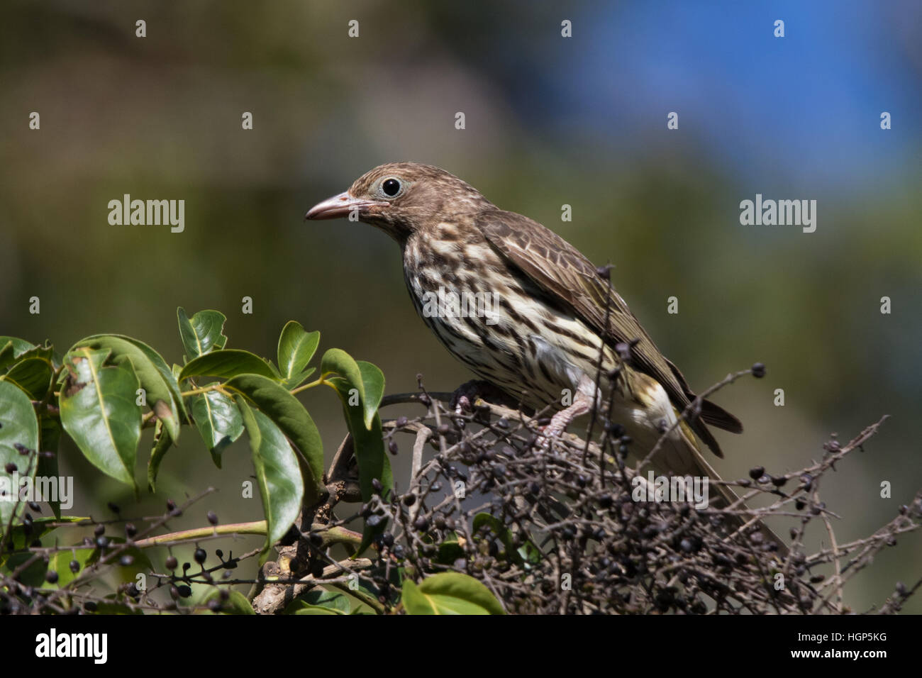 female Australasian Figbird (Sphecotheres vieilloti Stock Photo - Alamy