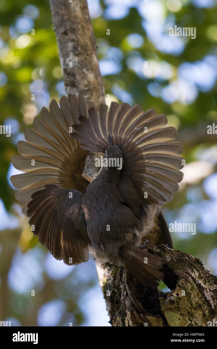immature male Victoria's Riflebird (Ptiloris victoriae) displaying ...