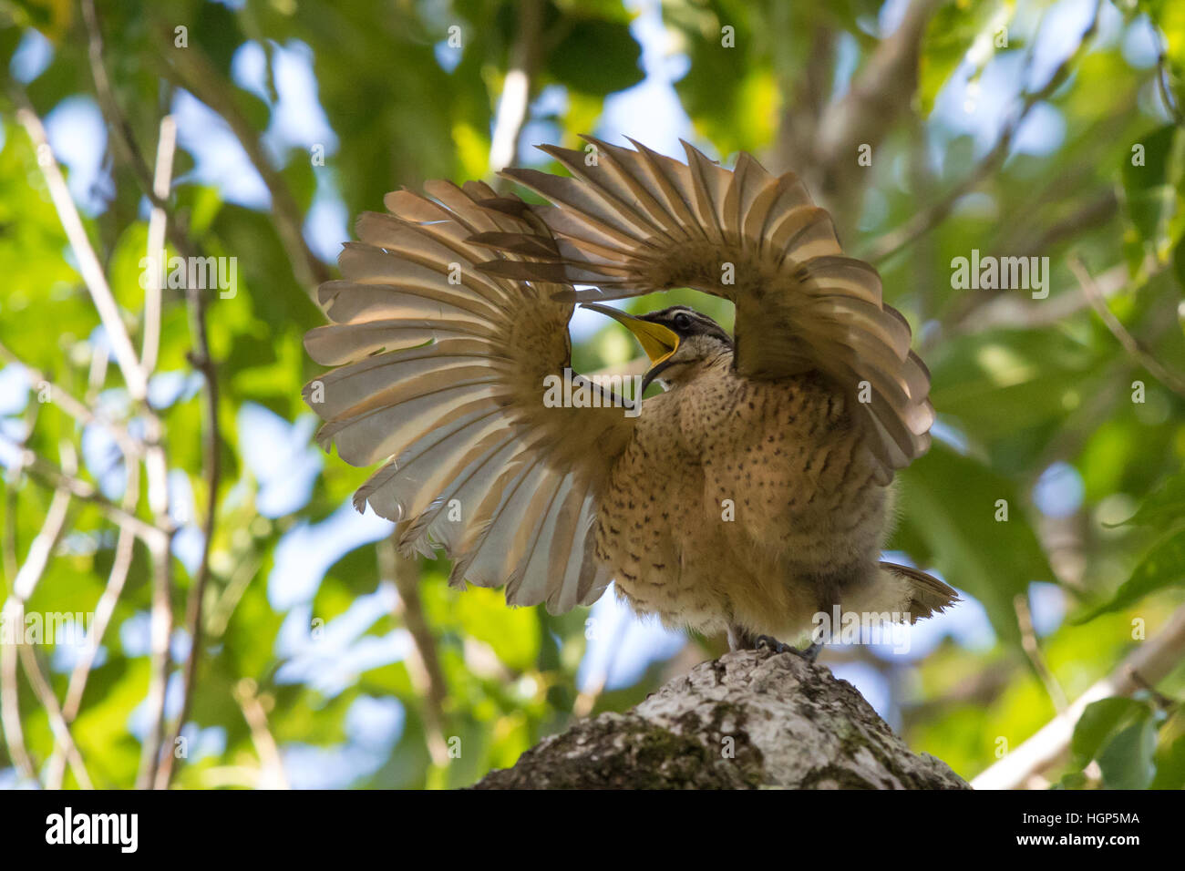 immature male Victoria's Riflebird (Ptiloris victoriae) displaying ...