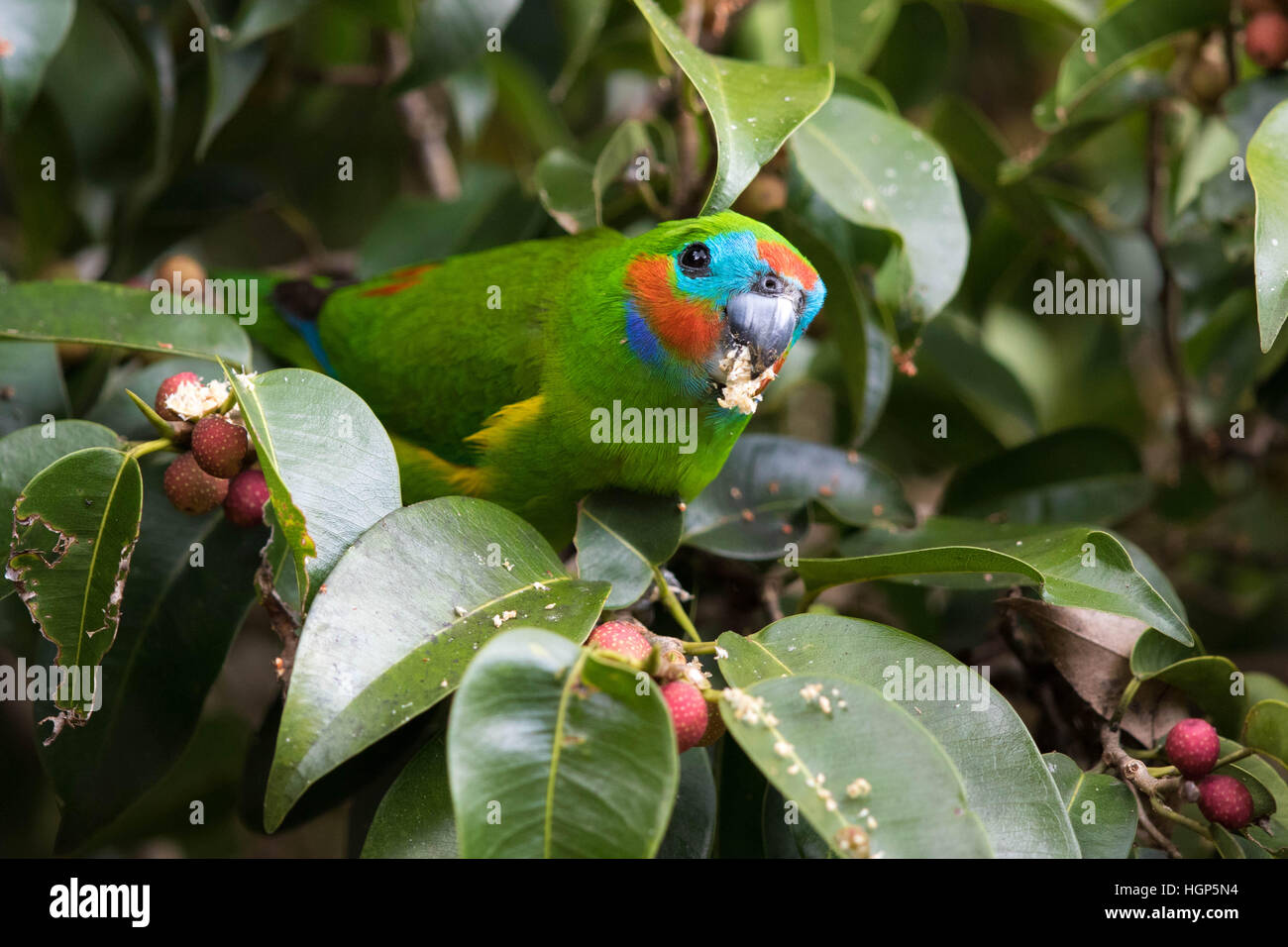 male Double-eyed Fig-parrot (Cyclopsitta diophthalma) eating figs Stock ...