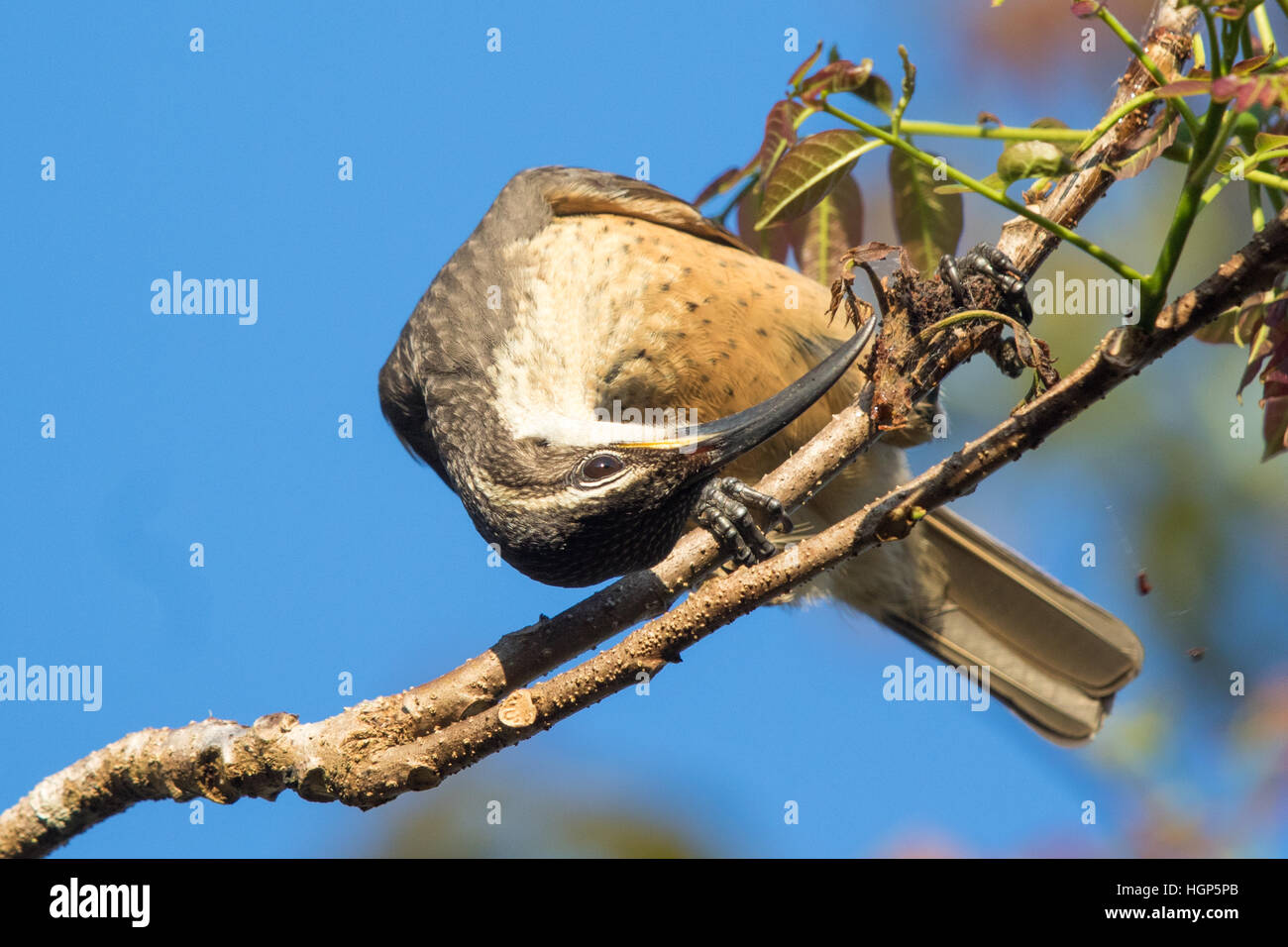 immature male or a female Victoria's Riflebird (Ptiloris victoriae ...