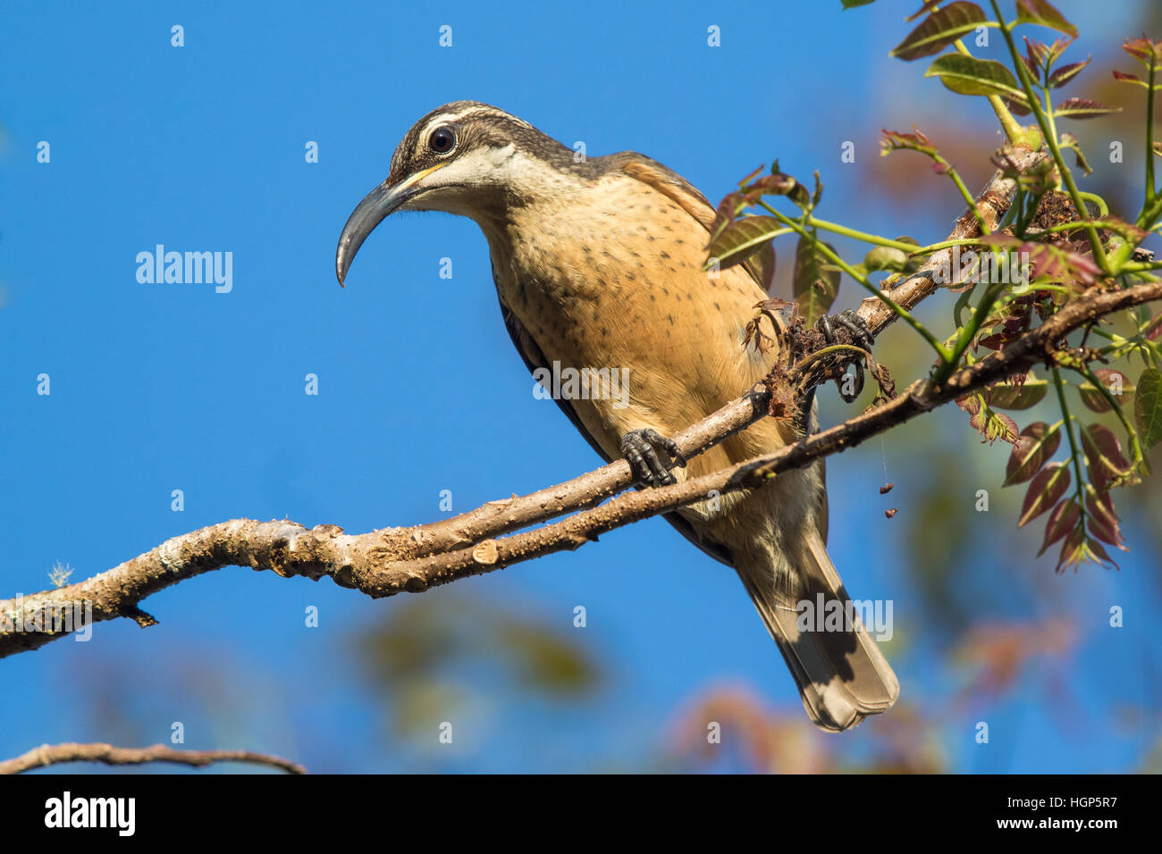 immature male or a female Victoria's Riflebird (Ptiloris victoriae ...