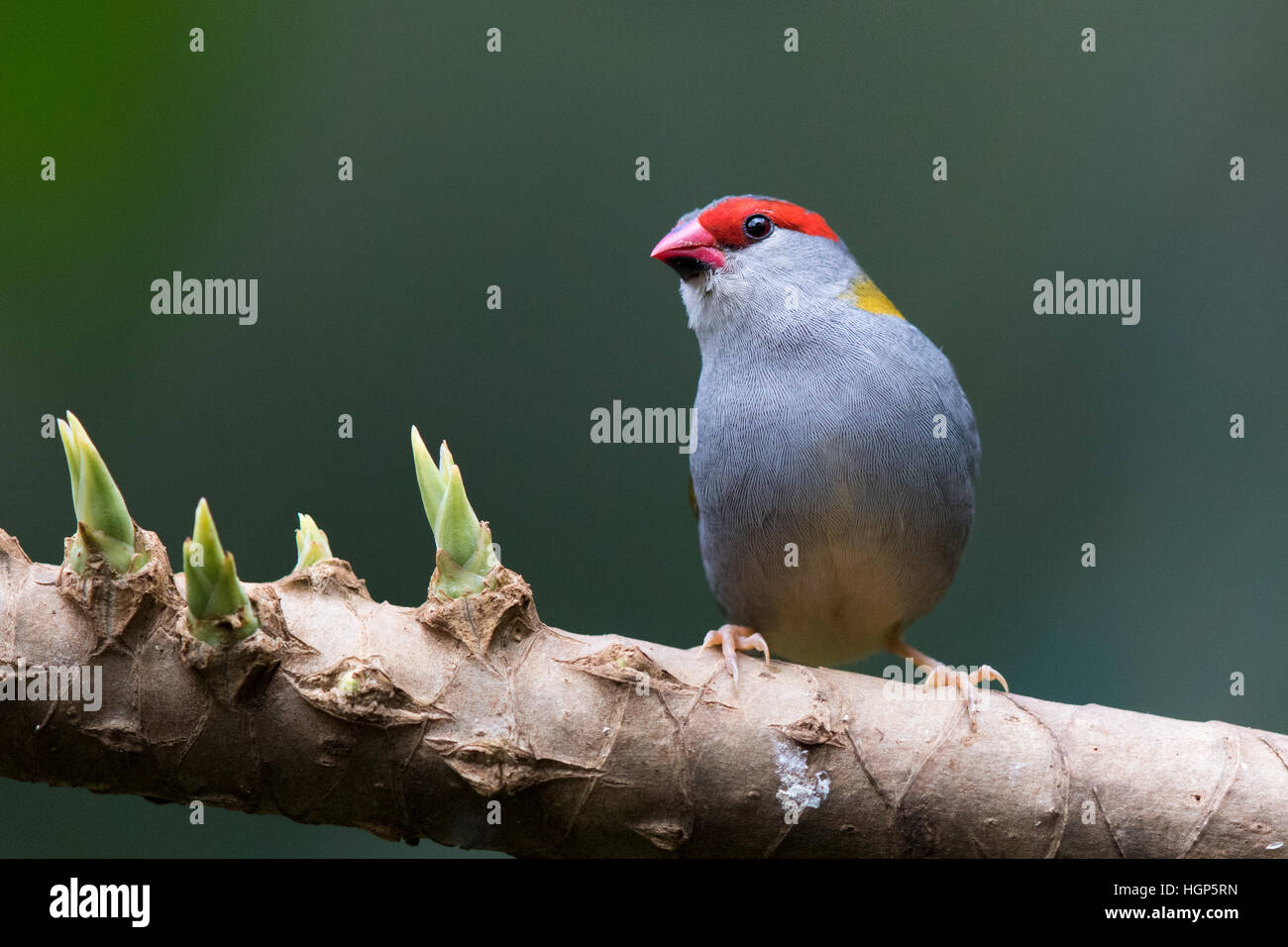 Red-browed Firetail (Neochmia temporalis Stock Photo - Alamy