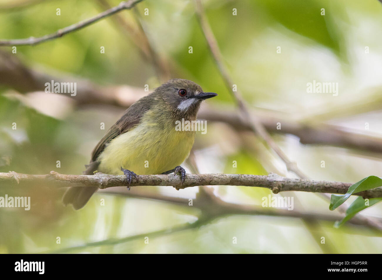 Palpebrosa hi-res stock photography and images - Alamy