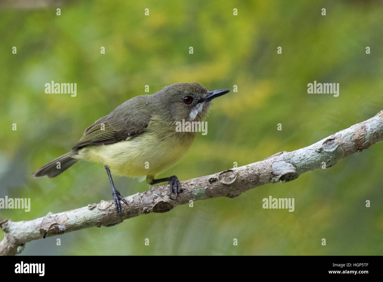 Fairy Gerygone (Gerygone palpebrosa Stock Photo - Alamy