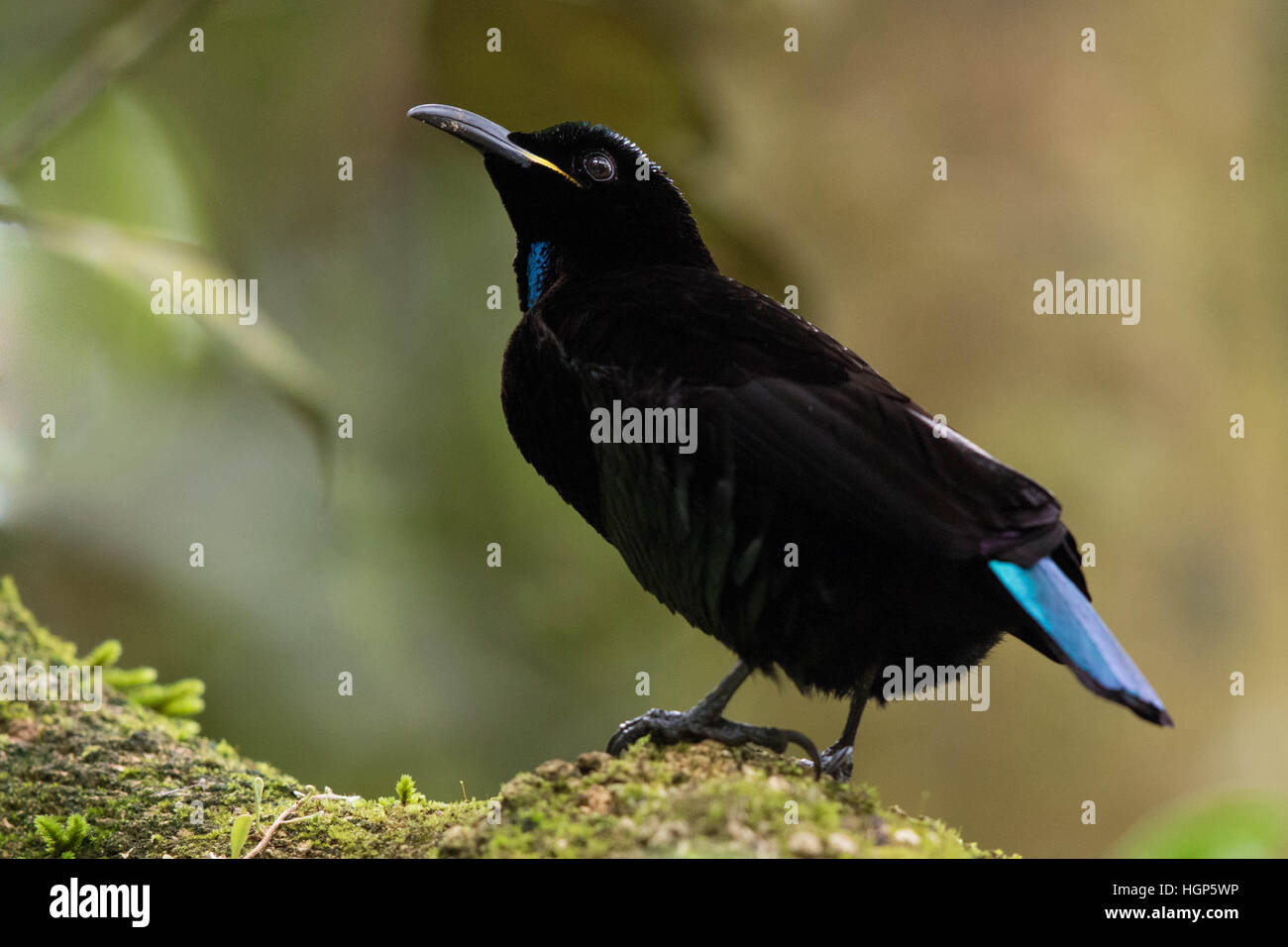 Victoriae hi-res stock photography and images - Alamy