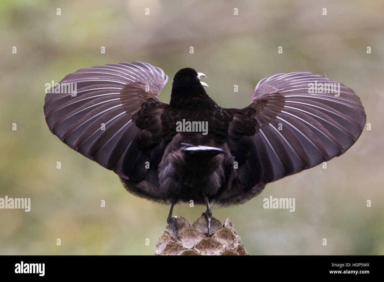 displaying adult male Victoria's Riflebird (Ptiloris victoriae Stock ...