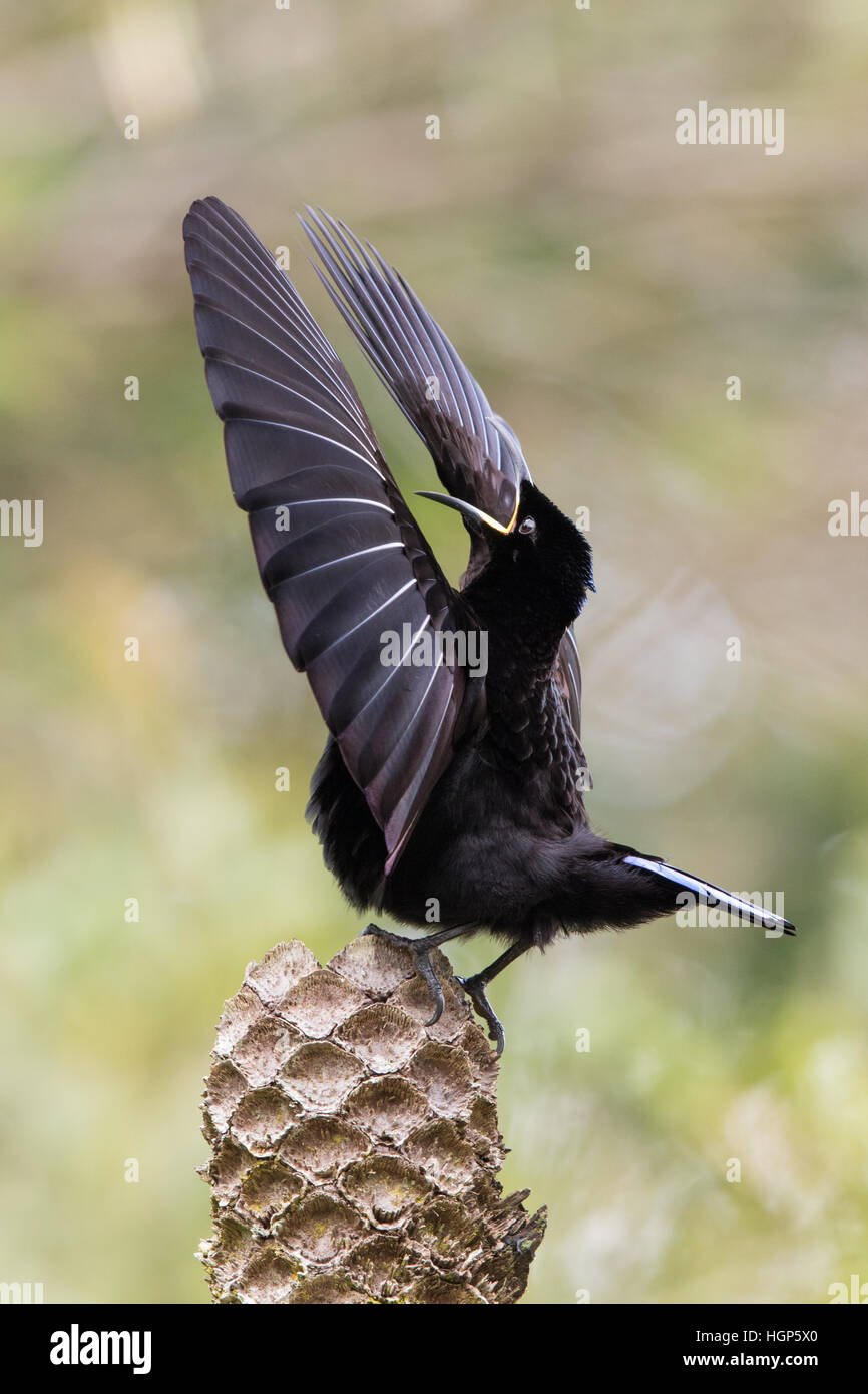 displaying adult male Victoria's Riflebird (Ptiloris victoriae Stock ...