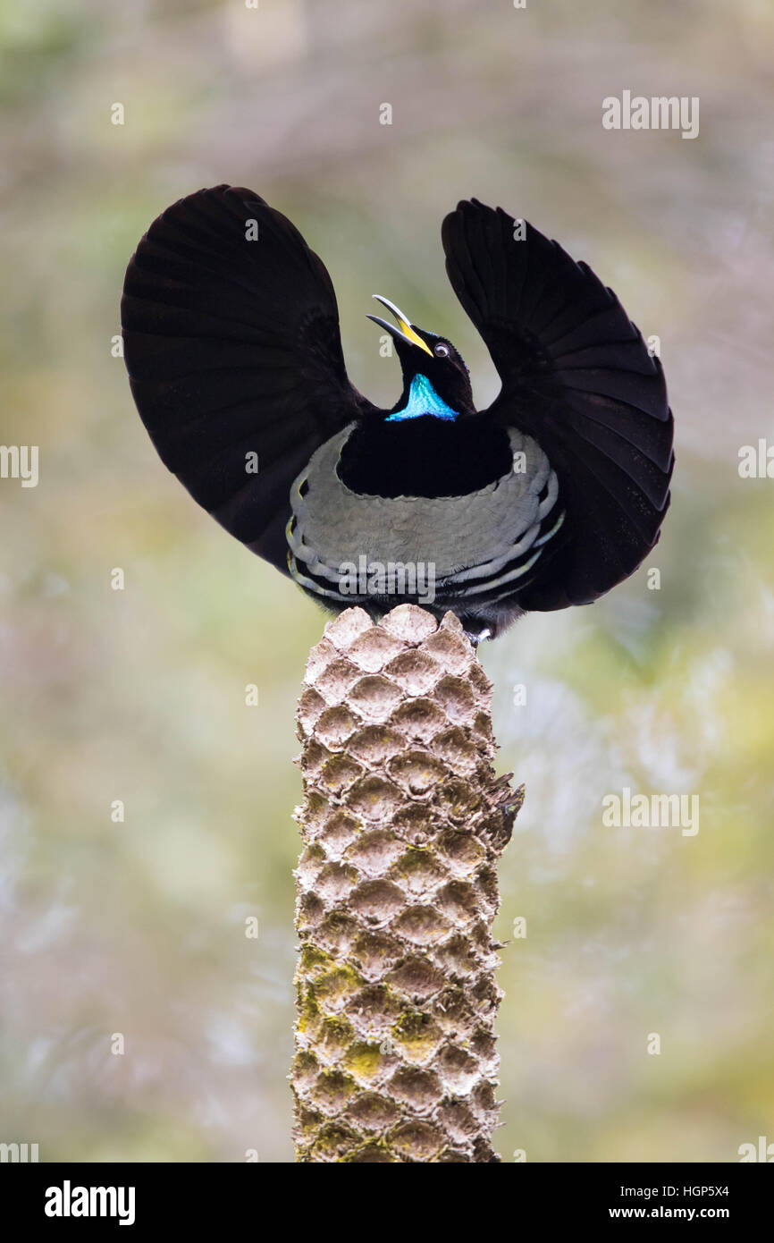 displaying adult male Victoria's Riflebird (Ptiloris victoriae Stock ...