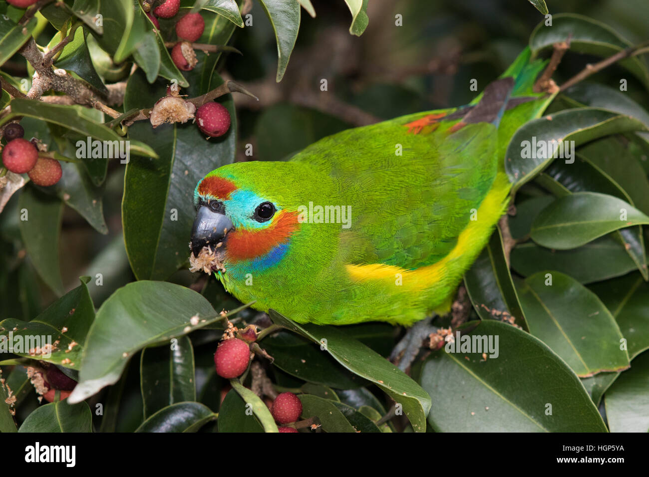 male Double-eyed Fig-parrot (Cyclopsitta diophthalma) eating figs Stock ...