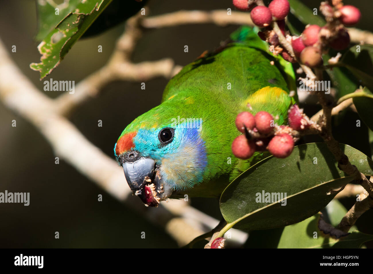 Female fig parrot hi-res stock photography and images - Alamy