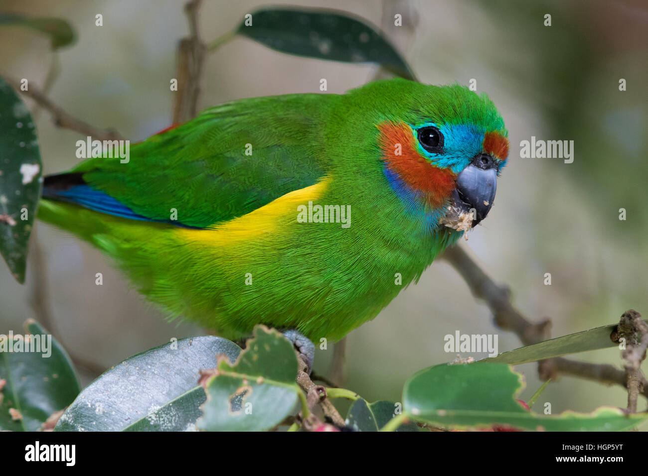 Fig parrot hi-res stock photography and images - Alamy
