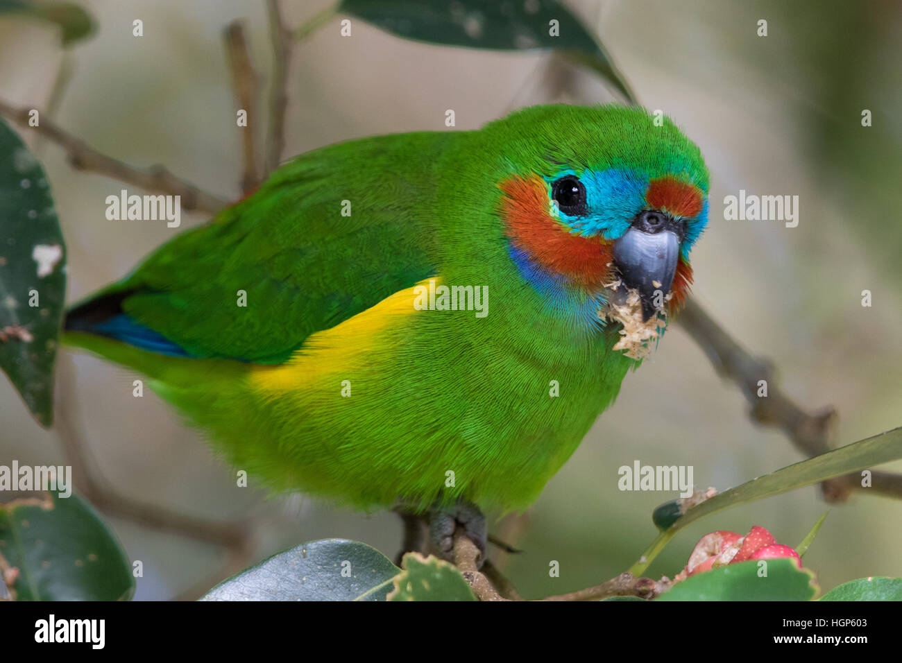 Fig parrot hi-res stock photography and images - Alamy