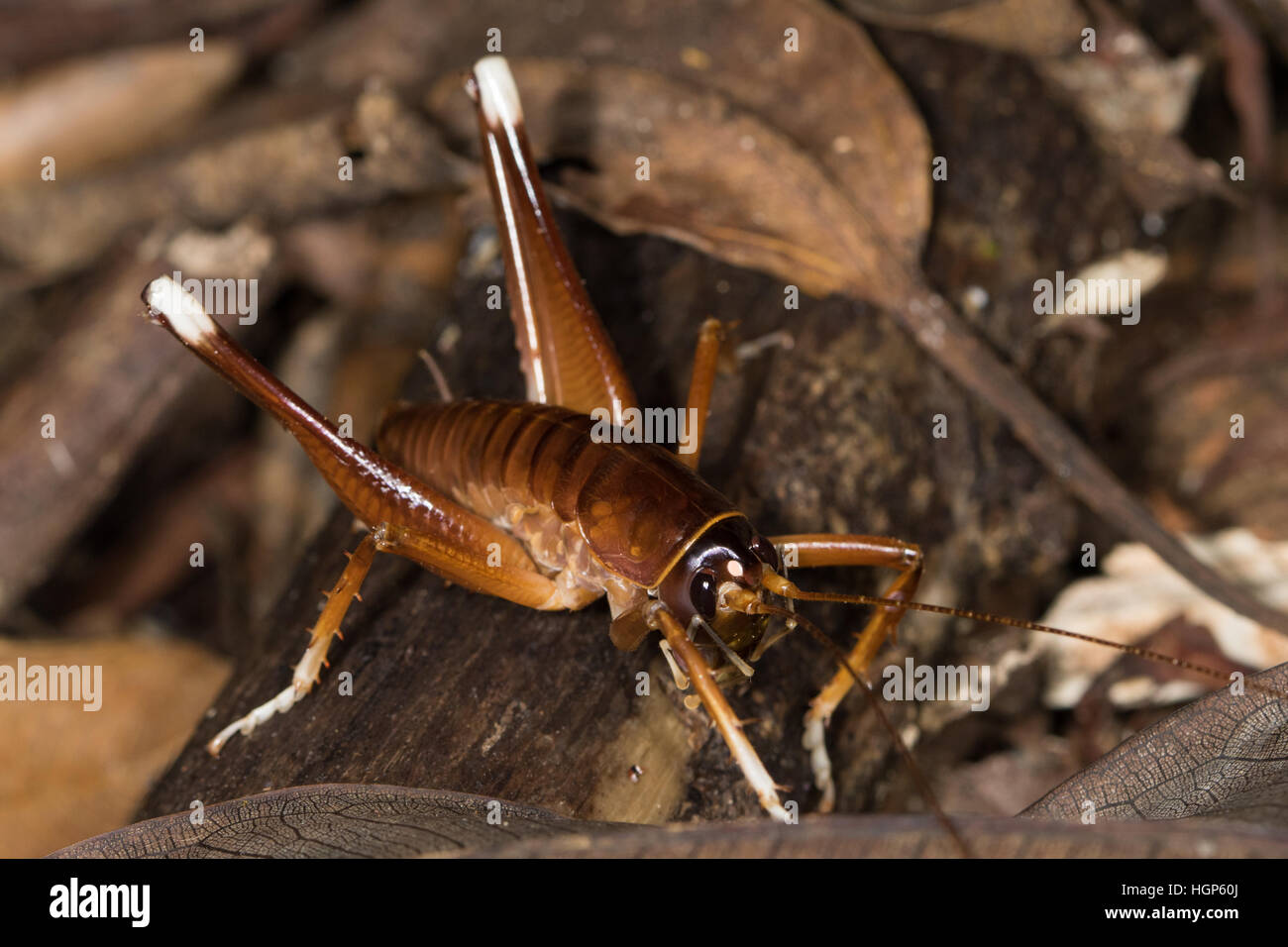 White kneed king cricket hi-res stock photography and images - Alamy