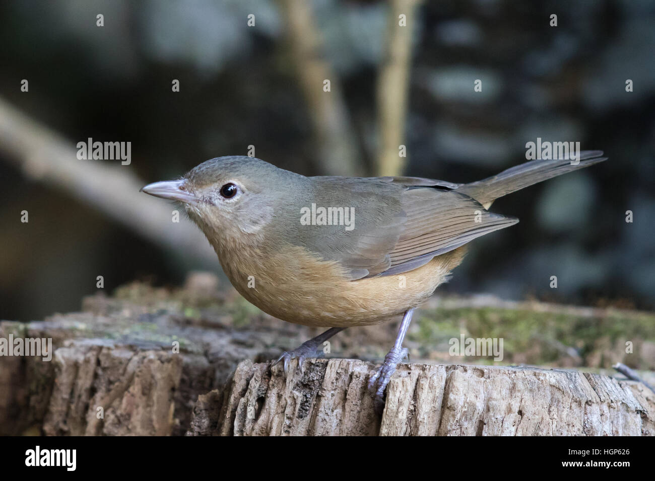 Megarhyncha hi-res stock photography and images - Alamy
