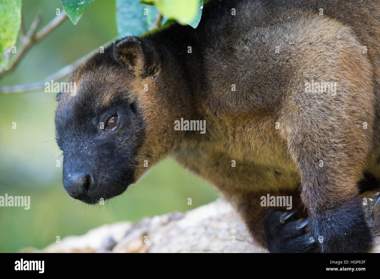 male Lumholtz's Tree Kangaroo (Dendrolagus lumholtzi Stock Photo - Alamy