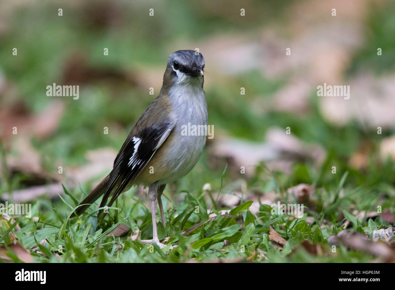 Grey-headed Robin (Heteromyias cinereifrons Stock Photo - Alamy