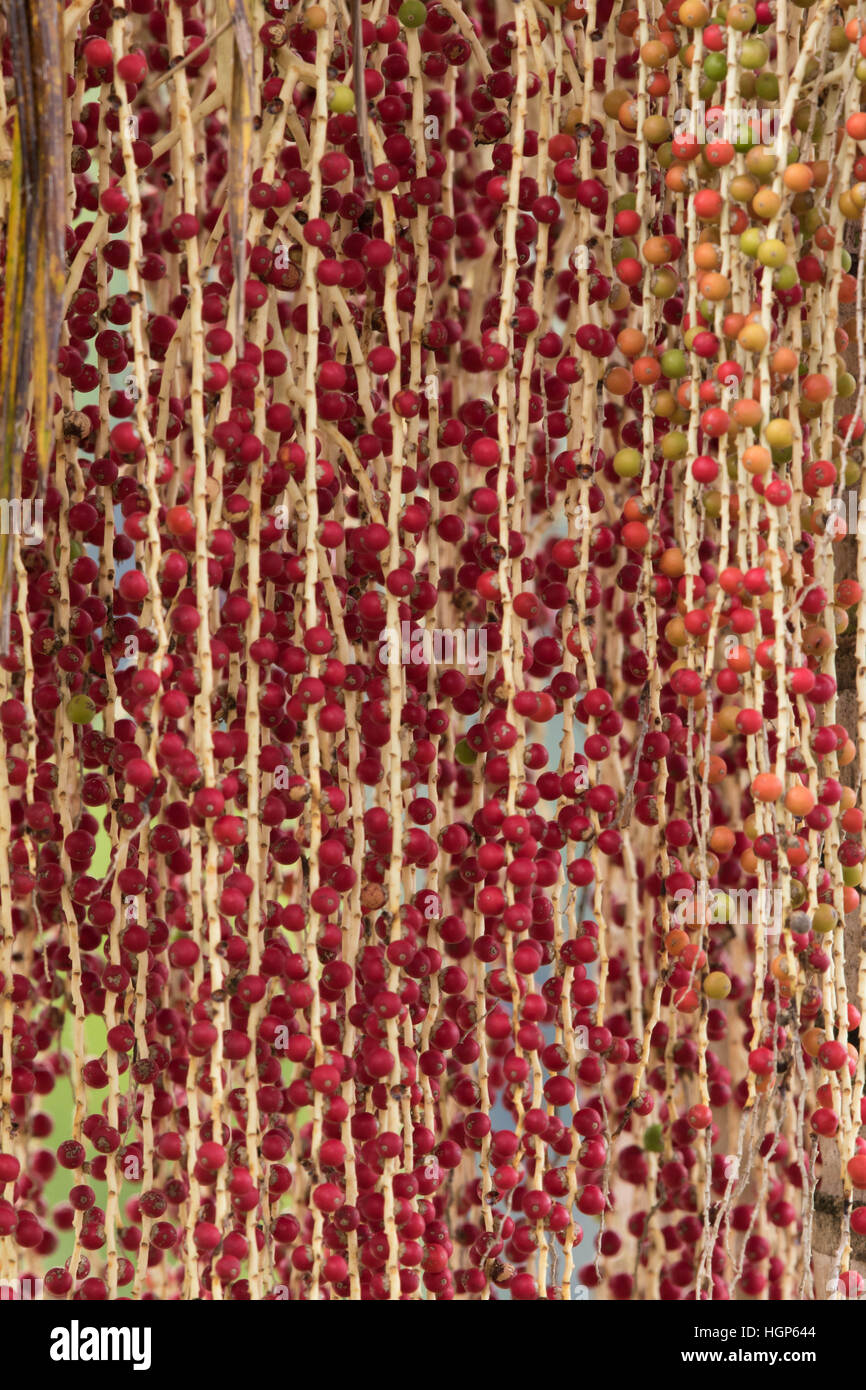 Archontophoenix alexandrae fruit hi-res stock photography and images ...