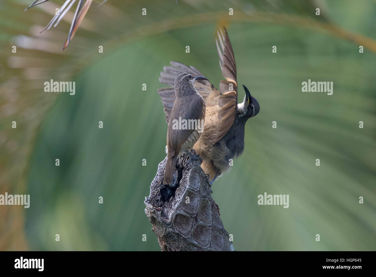 immature male Victoria's Riflebird (Ptiloris victoriae) displaying to a ...