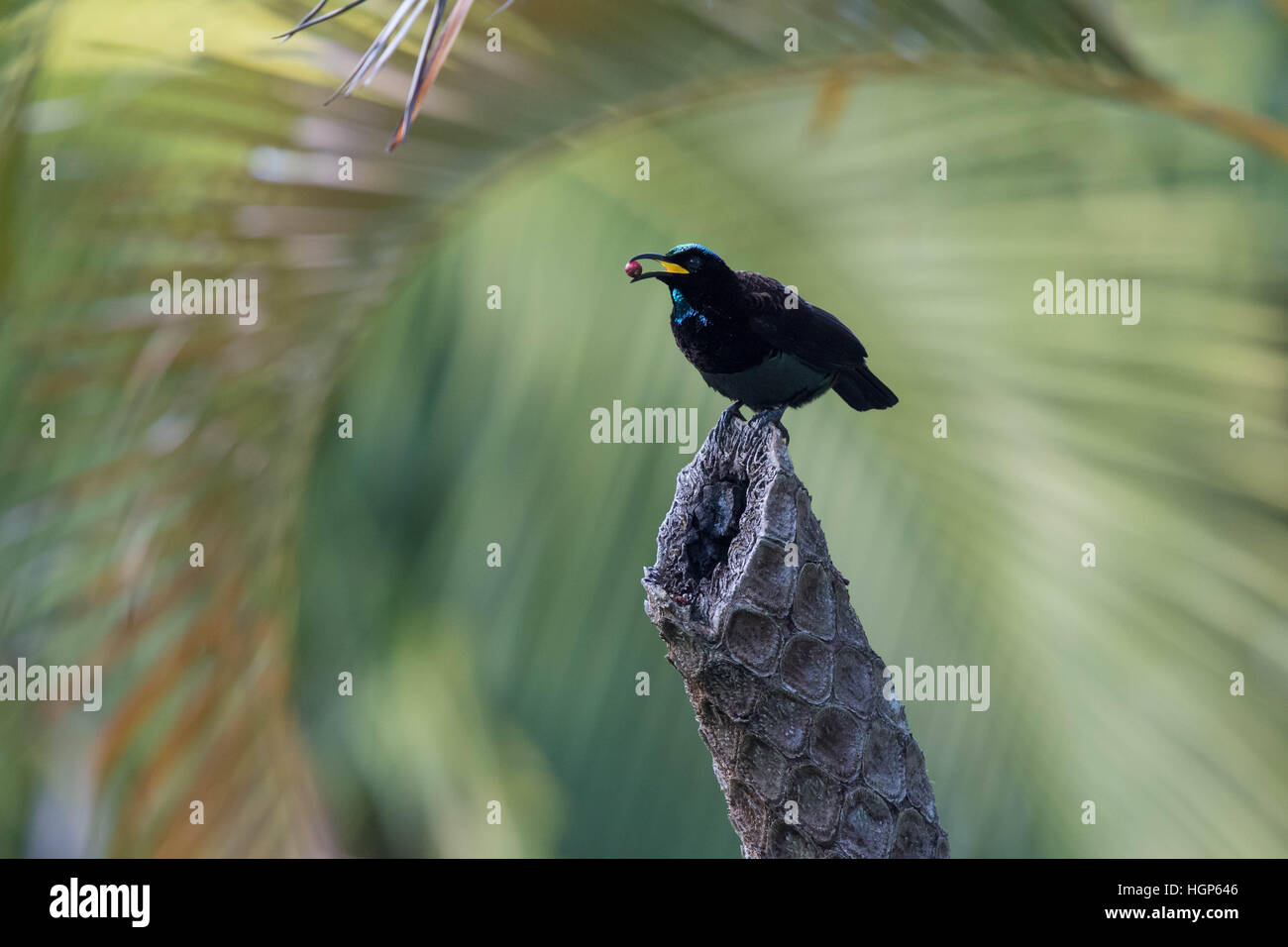 adult male Victoria's Riflebird (Ptiloris victoriae) eating the fruit ...