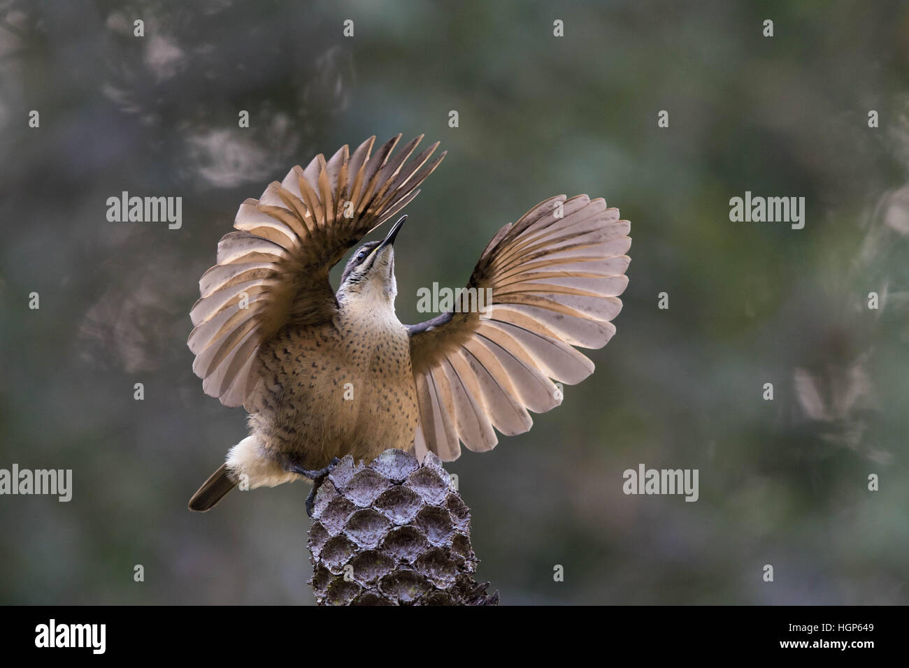 Victorias riflebird hi-res stock photography and images - Alamy