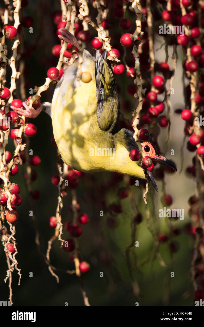 male Australasian Figbird (Sphecotheres vieilloti) feeding on ...