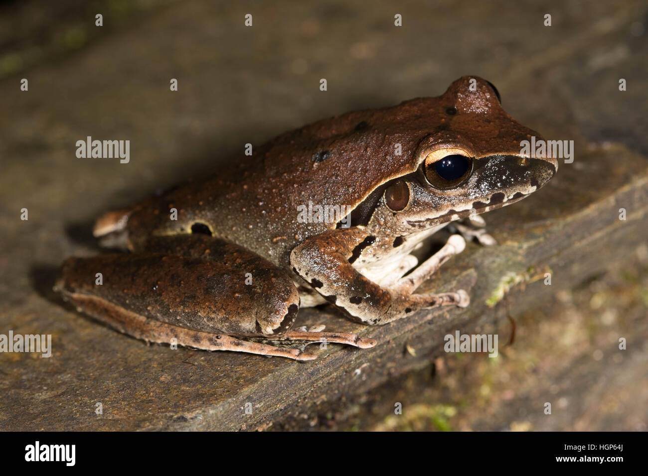Northern Barred Frog (Mixophyes schevilli Stock Photo - Alamy