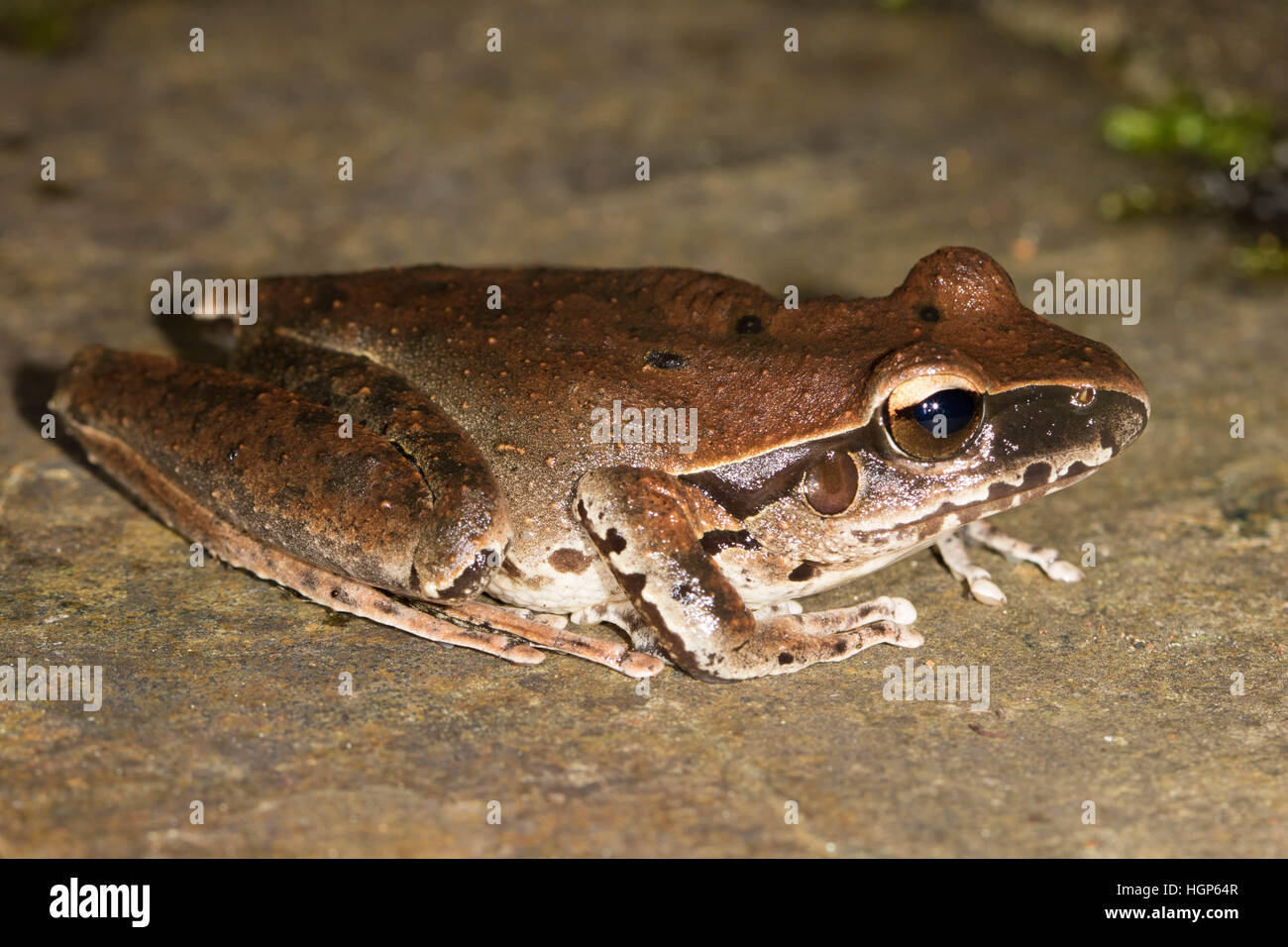 Northern barred frog hi-res stock photography and images - Alamy
