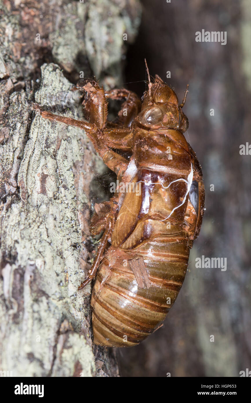 Pupal case hi-res stock photography and images - Alamy