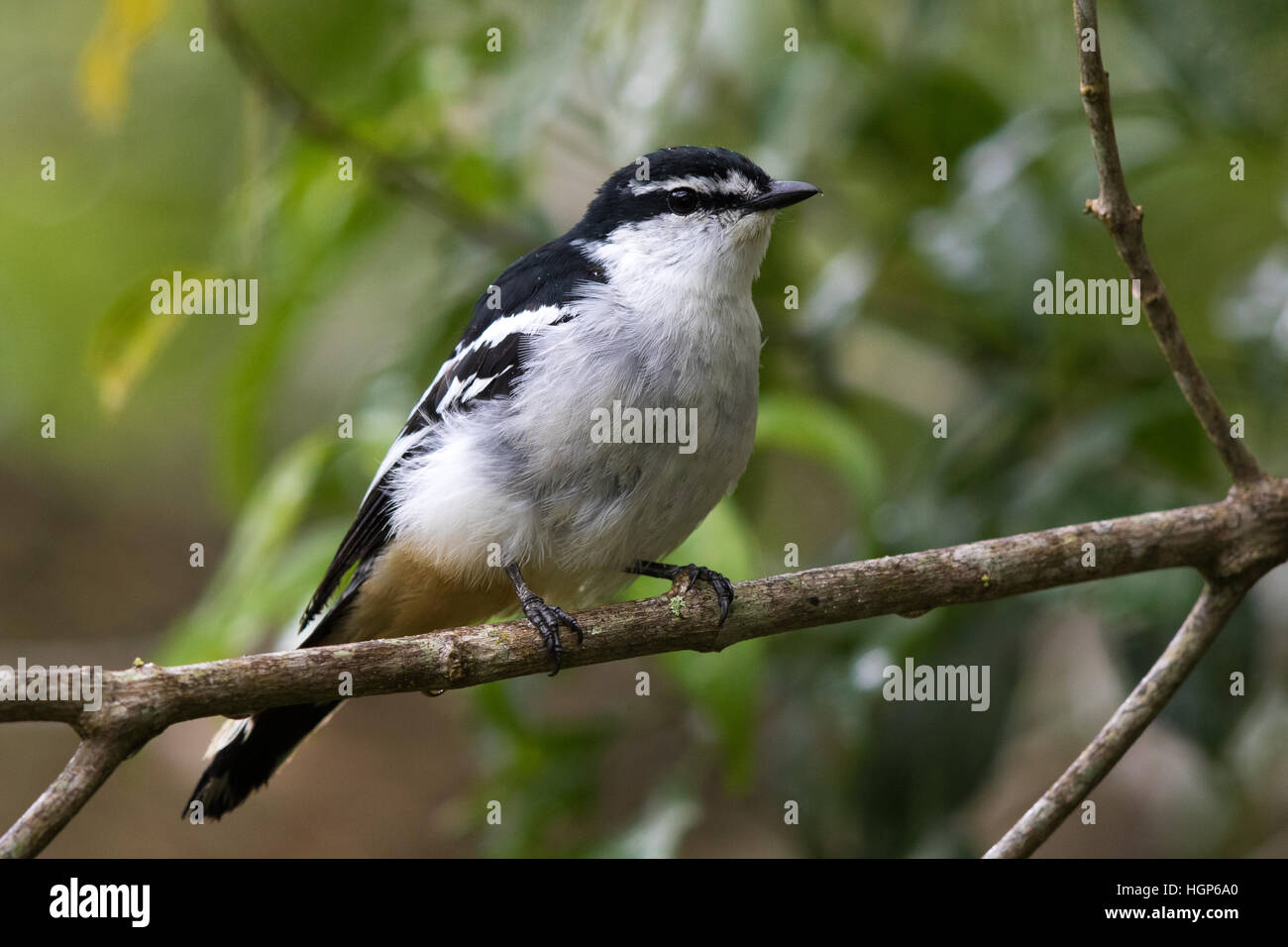 Varied triller hi-res stock photography and images - Alamy