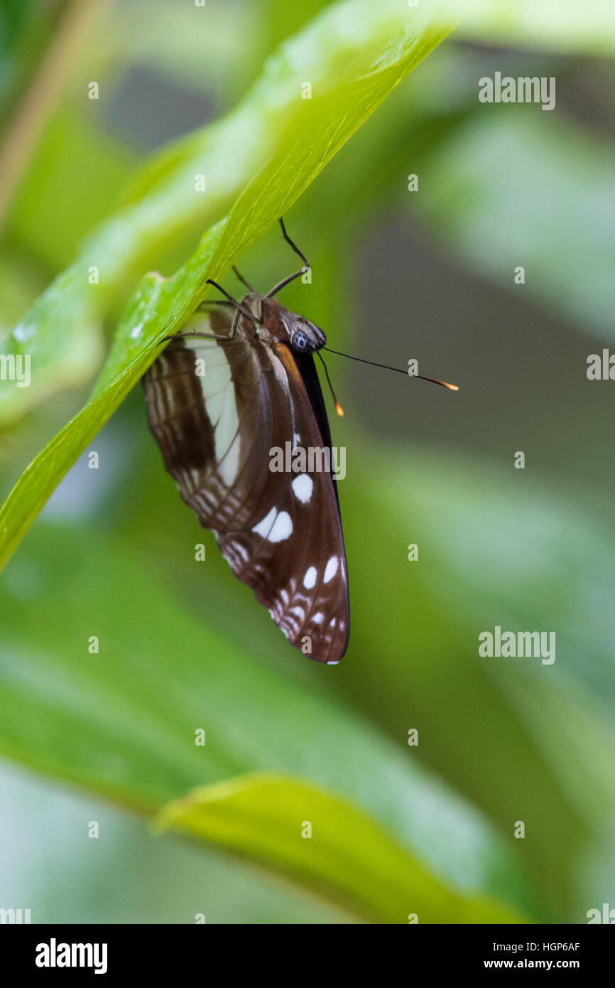 White-banded Plane (Phaedyma shepherdi) sheltering from rain under a ...