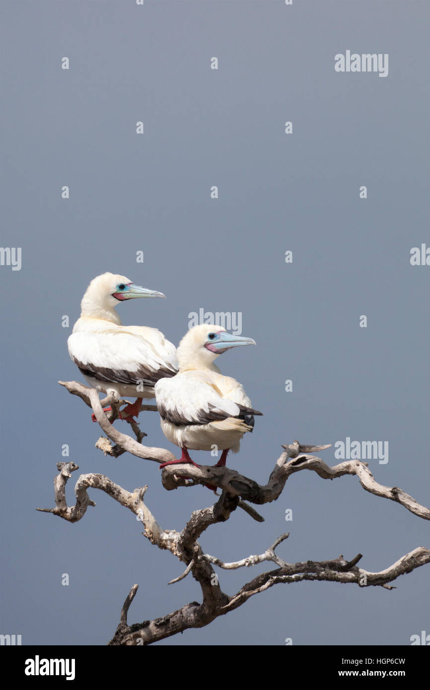 Red-footed Boobies (Sula sula rubripes), white colour morph perching on ...