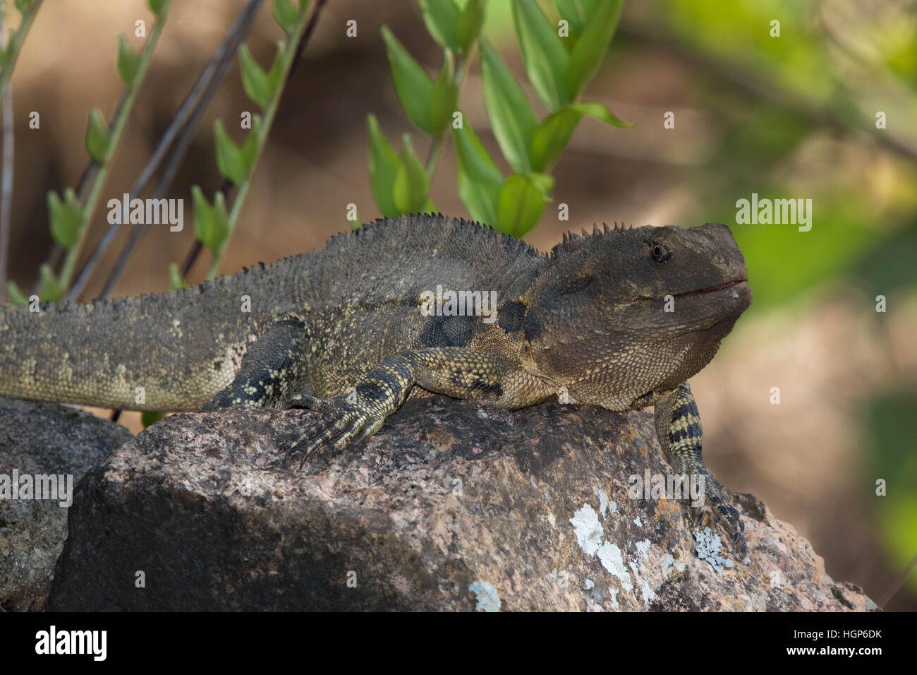 Male water dragon hi-res stock photography and images - Alamy