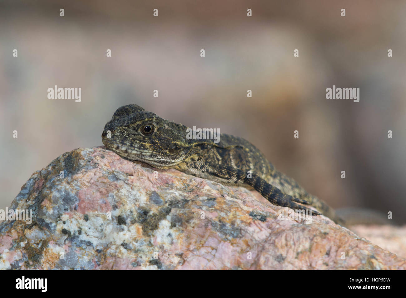 female Water Dragon (Physignathus lesueurii) basking on a rock Stock ...