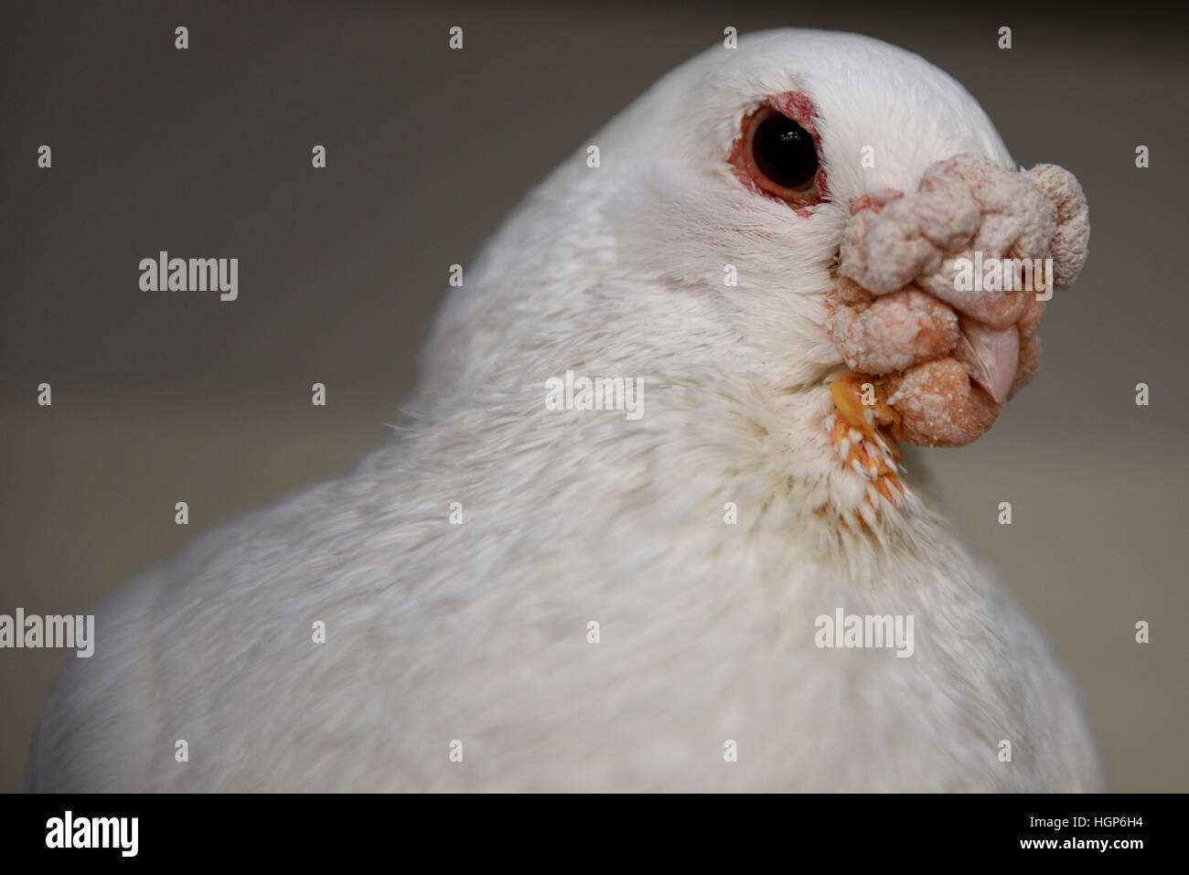 Fancy pigeons hi-res stock photography and images - Alamy