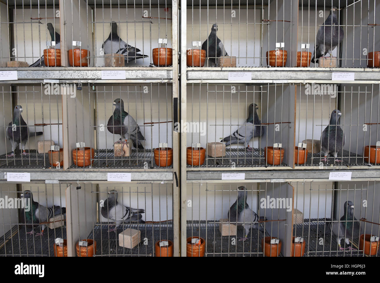 Buchon pigeons hi-res stock photography and images - Alamy