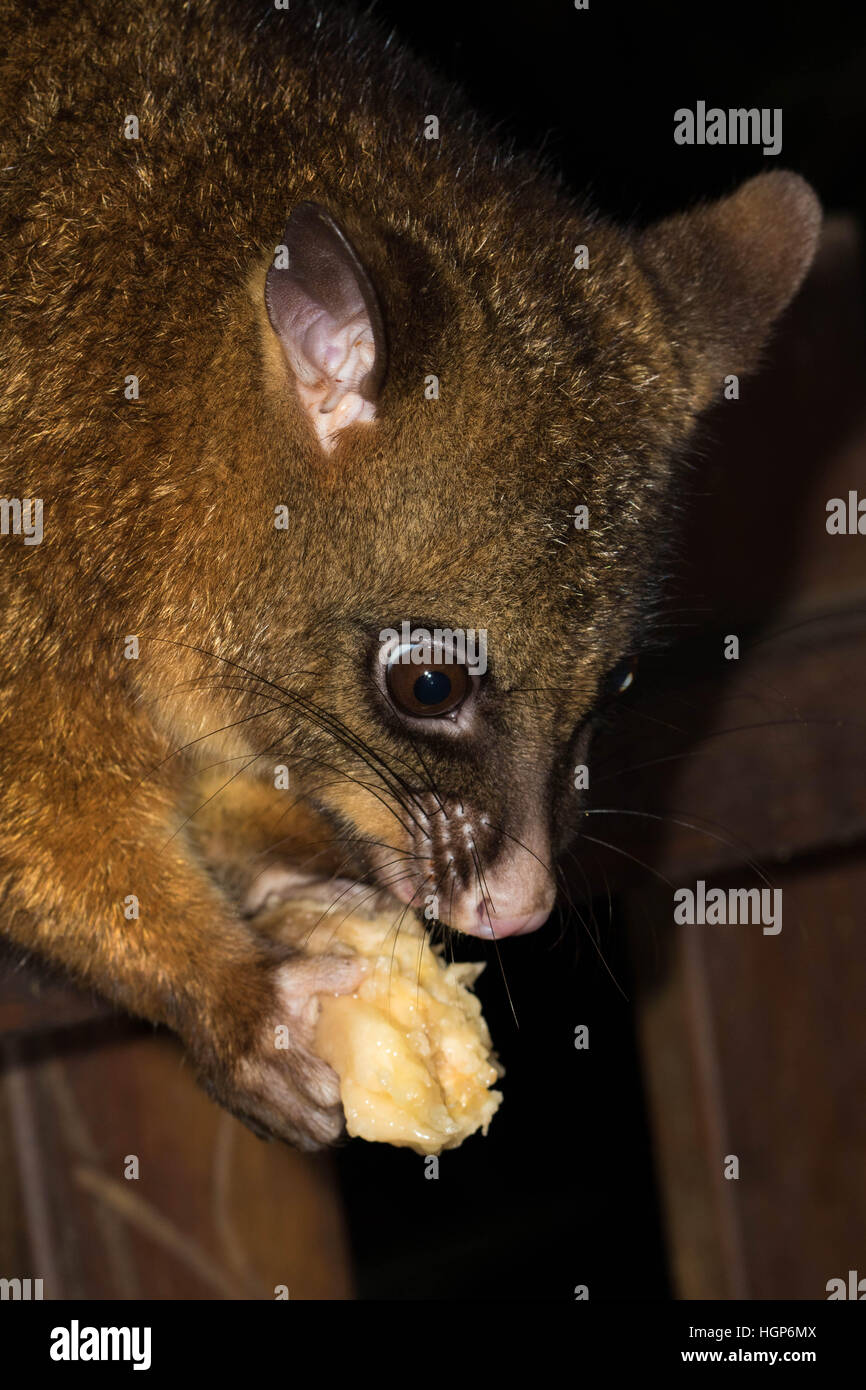 Possum eating garden hi-res stock photography and images - Alamy