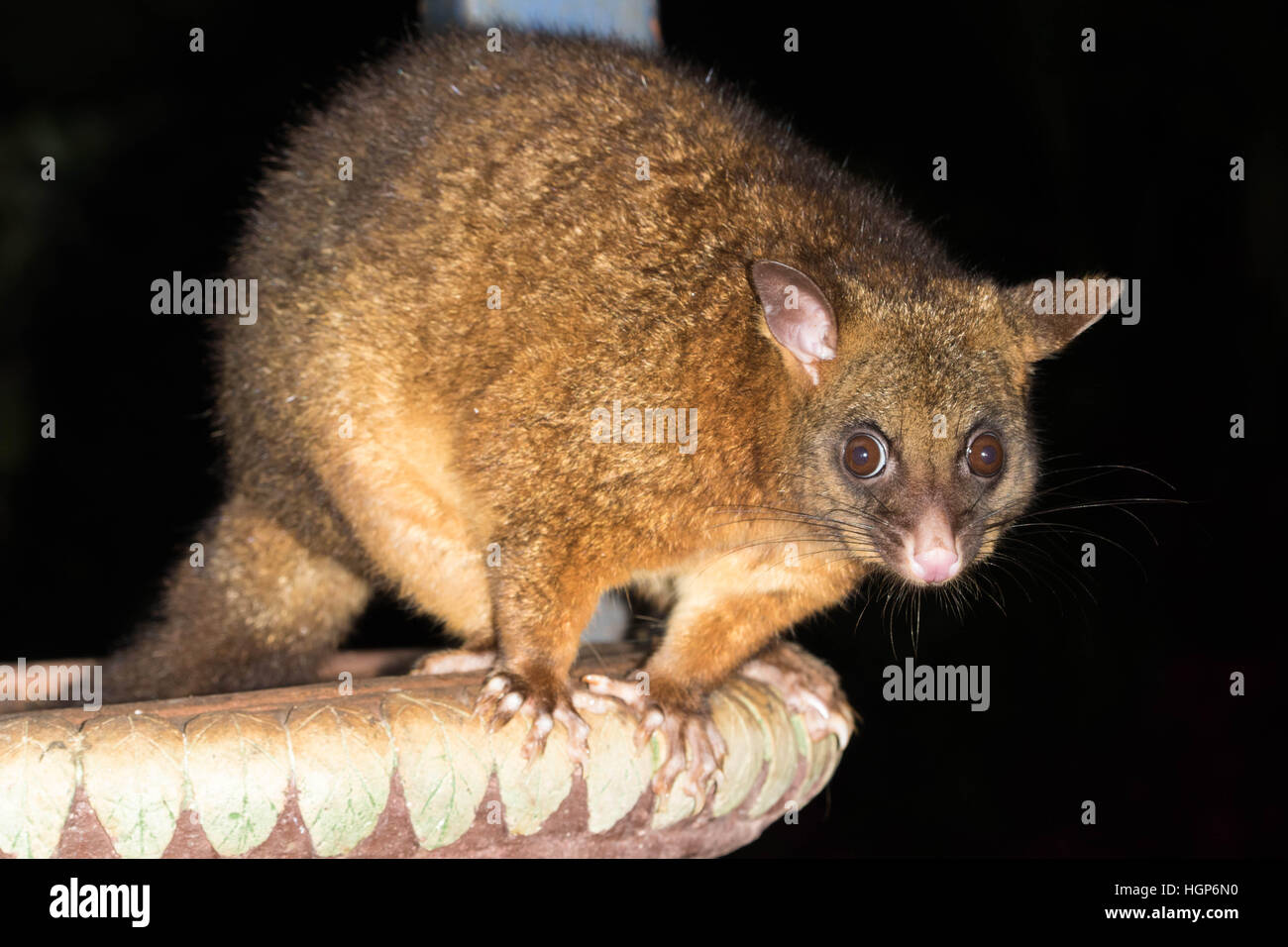 Coppery Brush-tailed Possum (Trichosurus johnstonii Stock Photo - Alamy