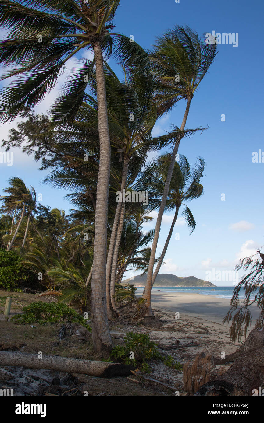 Palm trees on the edge of Chilli Beach, Cape York, Queensland ...