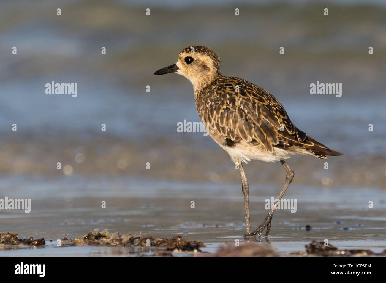 Pacific Golden Plover (Pluvialis fulva) in non-breeding plumage Stock ...